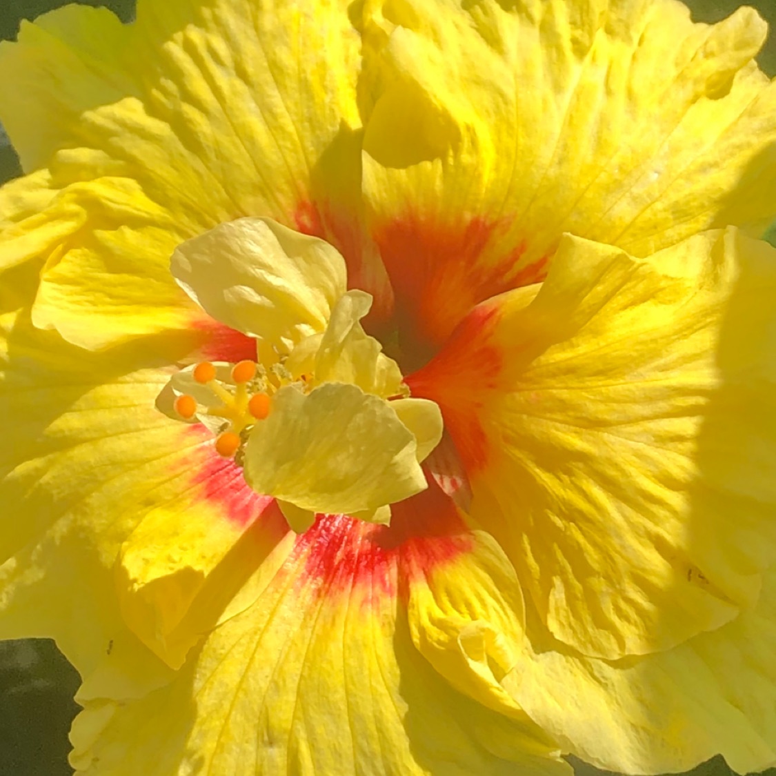 Canidon, Online Shop | Shopee Malaysia