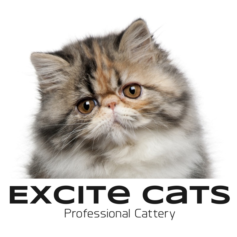 Excite Cats - Professional Cattery, Online Shop | Shopee Malaysia