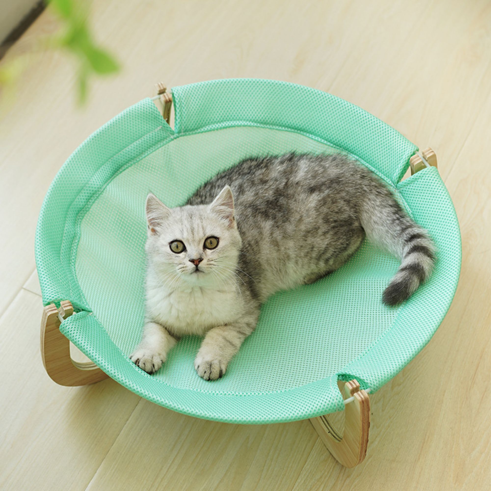 QQ cat, Online Shop | Shopee Malaysia