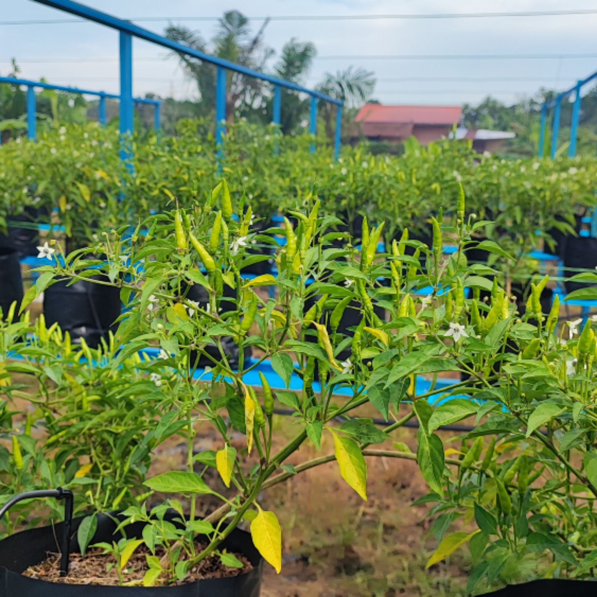 HK Farm, Online Shop | Shopee Malaysia