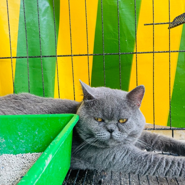 elmo_queen, Online Shop | Shopee Malaysia