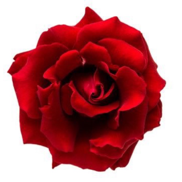 pokok bunga sentosa, Online Shop | Shopee Malaysia