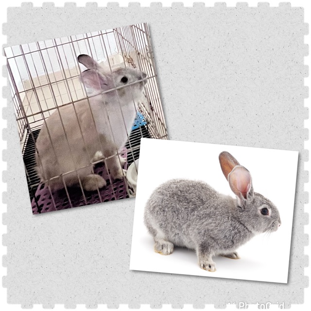 Yo-yo Pet House, Online Shop | Shopee Malaysia