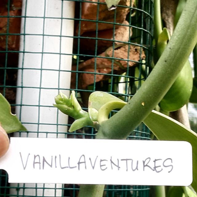 Vanilla Ventures, Online Shop | Shopee Malaysia