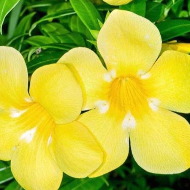 Bunga Loceng, Online Shop | Shopee Malaysia