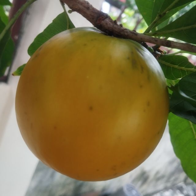 KK Garden, Online Shop | Shopee Malaysia