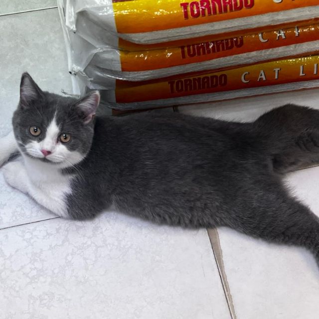 EIRFAN PETSHOP, Online Shop | Shopee Malaysia