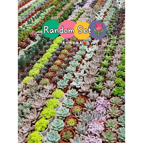 QQ-garden🌱, Online Shop | Shopee Malaysia