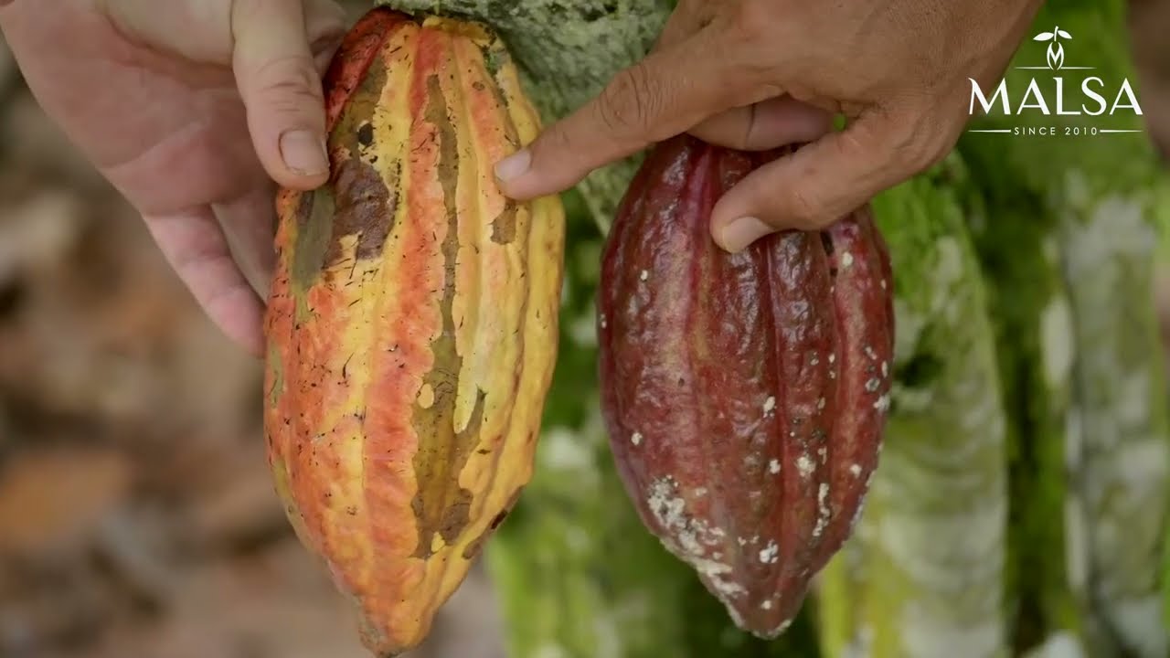 Malsa Chocolate, Online Shop | Shopee Malaysia