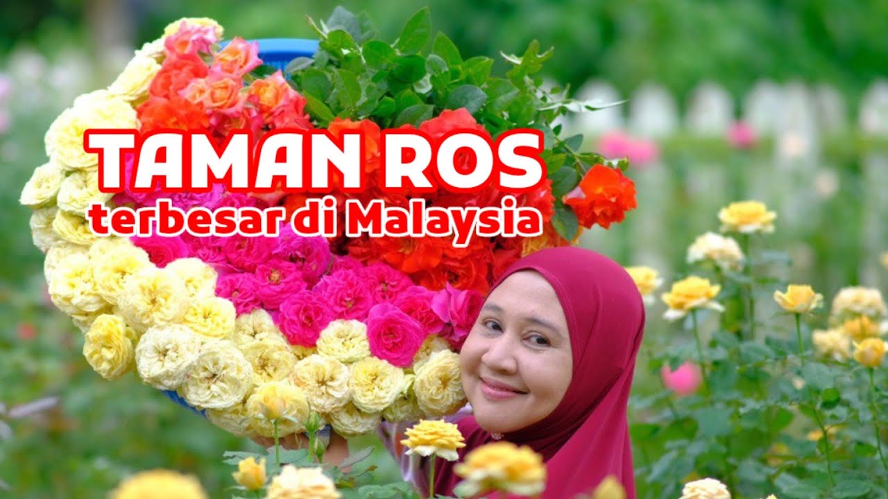 Zety Roses Garden & Farm, Online Shop | Shopee Malaysia