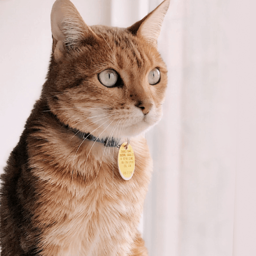 PetKawan MY, Online Shop | Shopee Malaysia