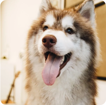 PetKawan MY, Online Shop | Shopee Malaysia